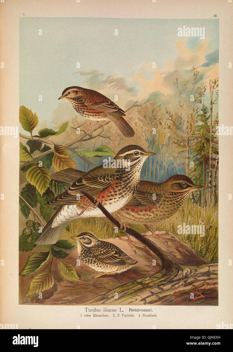 A catalog entry or identification related to Naumann's works, likely ...