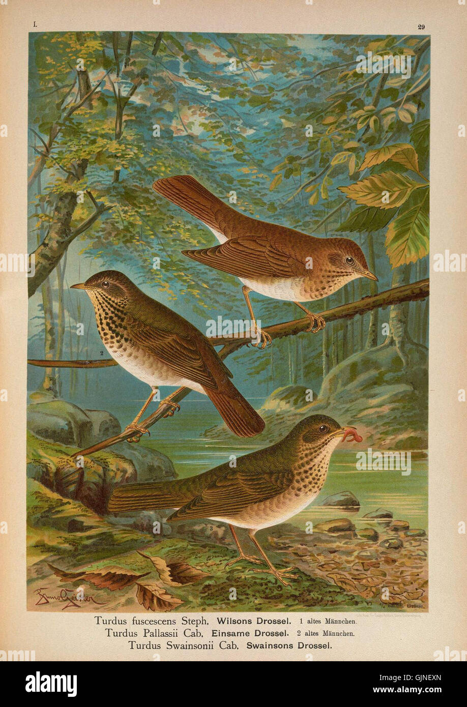 This item refers to a piece or document associated with Naumann, likely ...