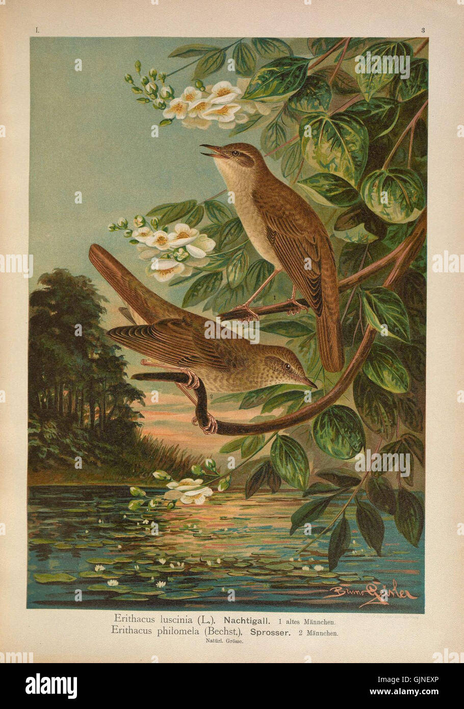 Collection naumann hi-res stock photography and images - Alamy