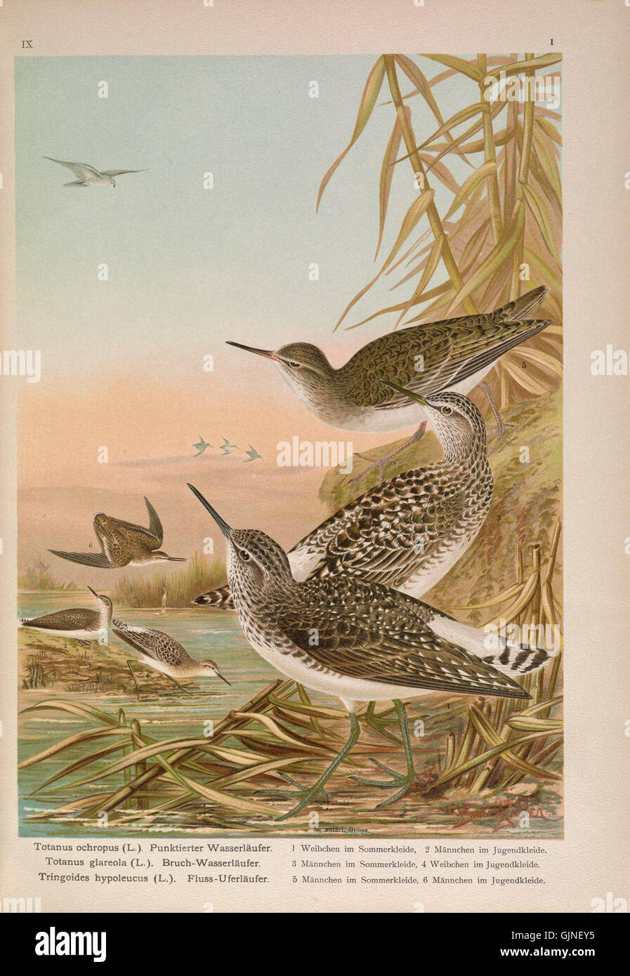 Naumann collection hi-res stock photography and images - Alamy