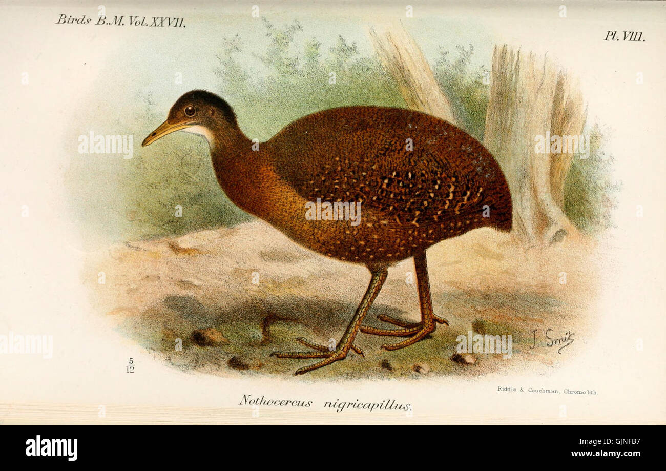 'Nothocercus Nigricapillus' is a detailed illustration of a bird ...