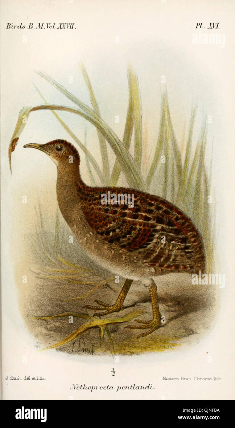 Pentlandi hi-res stock photography and images - Alamy