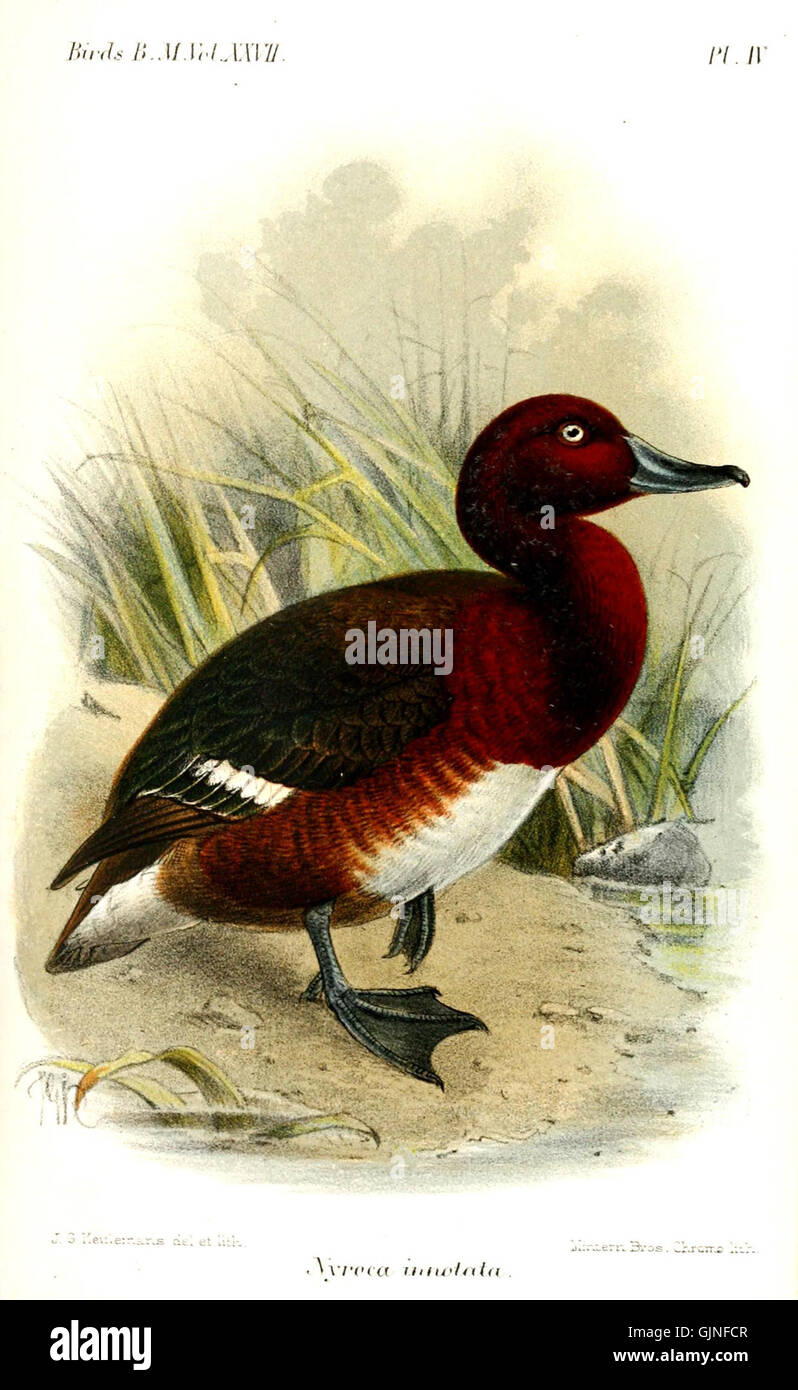 *Nyroca Innotata* is a species of bird illustrated by Keulemans. The ...