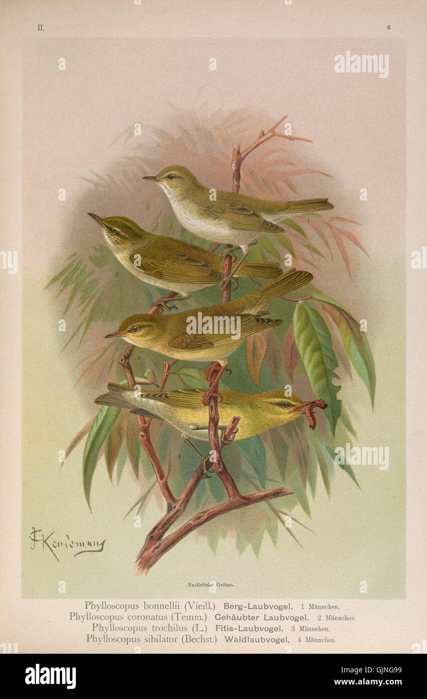 Genus phylloscopus hi-res stock photography and images - Alamy