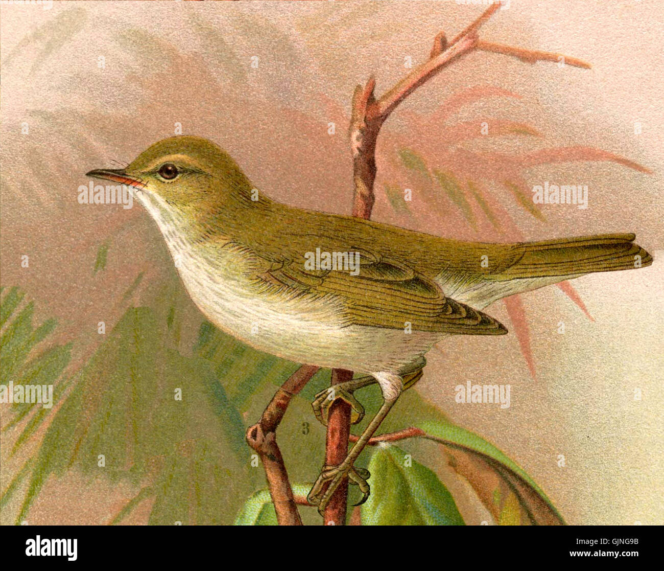 Songbird classification hi-res stock photography and images - Alamy