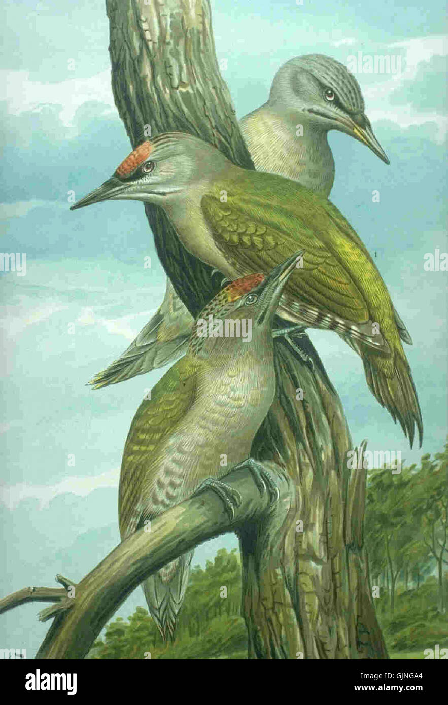 This scientific illustration depicts the Picus canus, also known as the ...