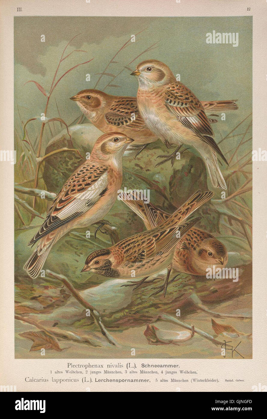 Northern bird species hi-res stock photography and images - Alamy