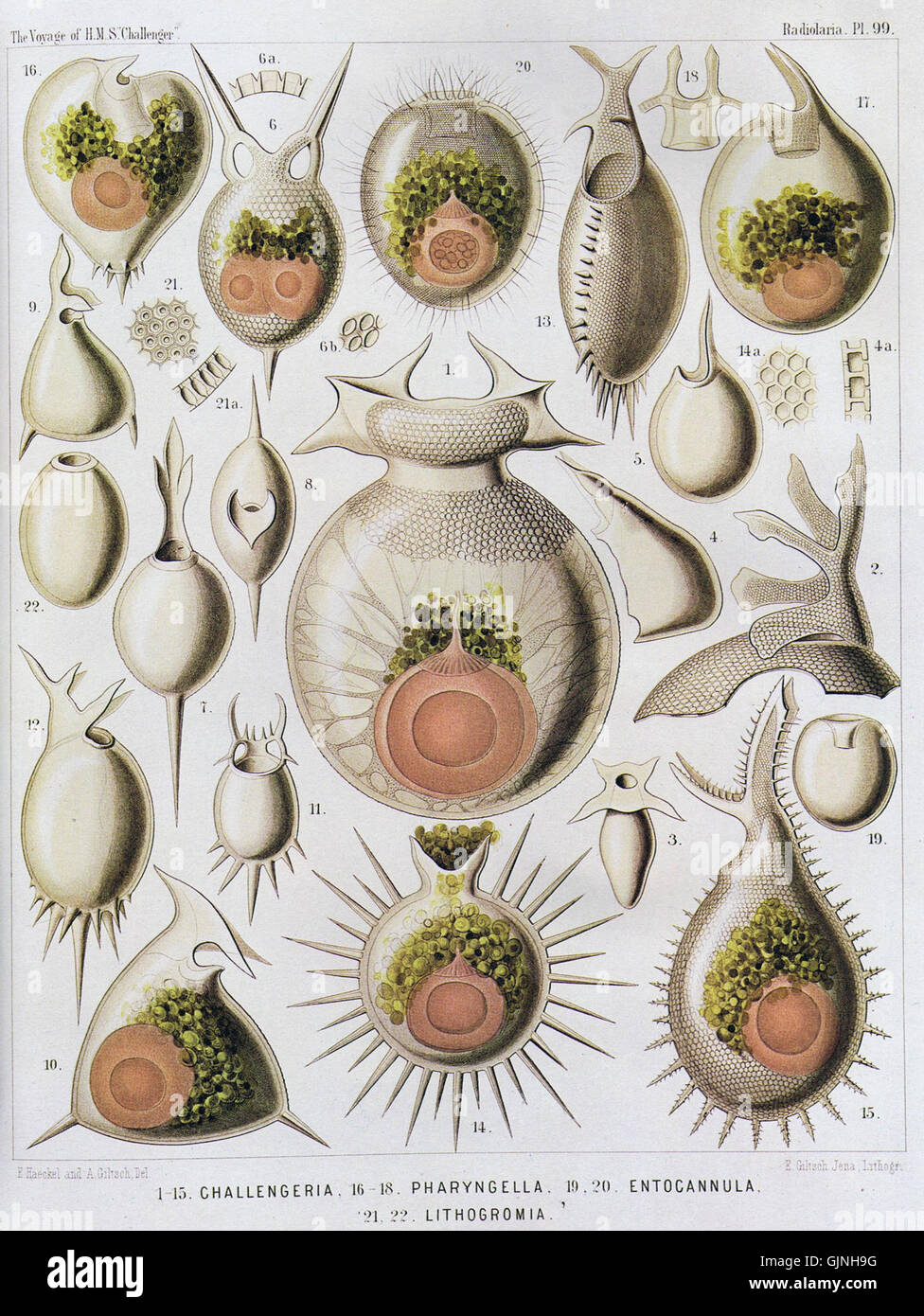 Radiolaria hi-res stock photography and images - Alamy
