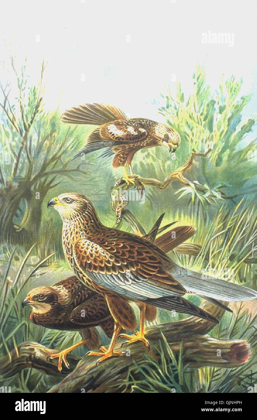 The Rohrweihe, or Western Marsh Harrier (Circus aeruginosus), is a bird ...