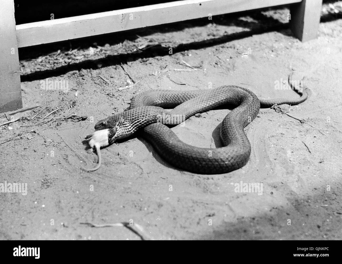 A natural scene depicting a snake consuming a mouse. This image ...