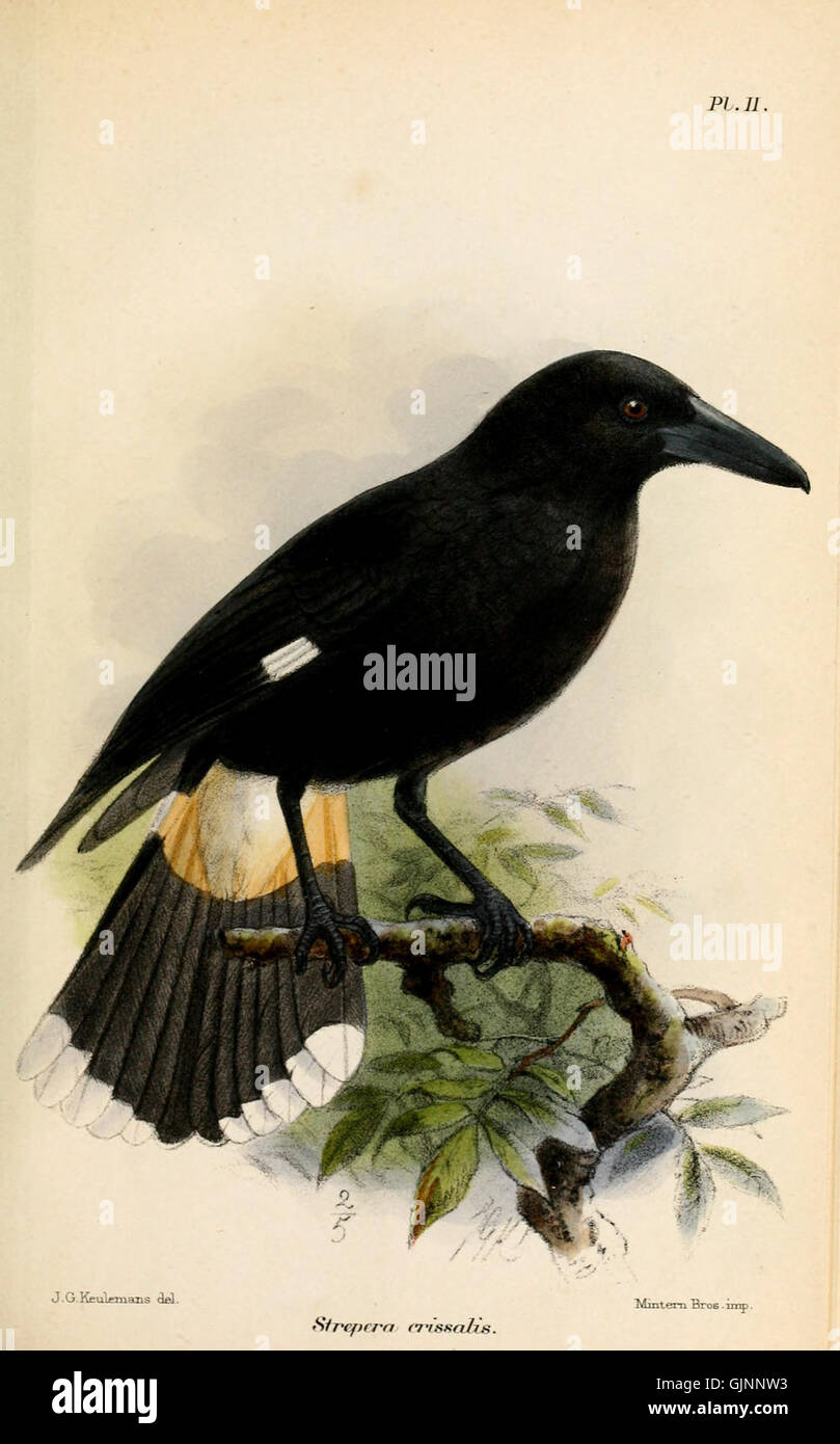 Strepera crissalis hi-res stock photography and images - Alamy