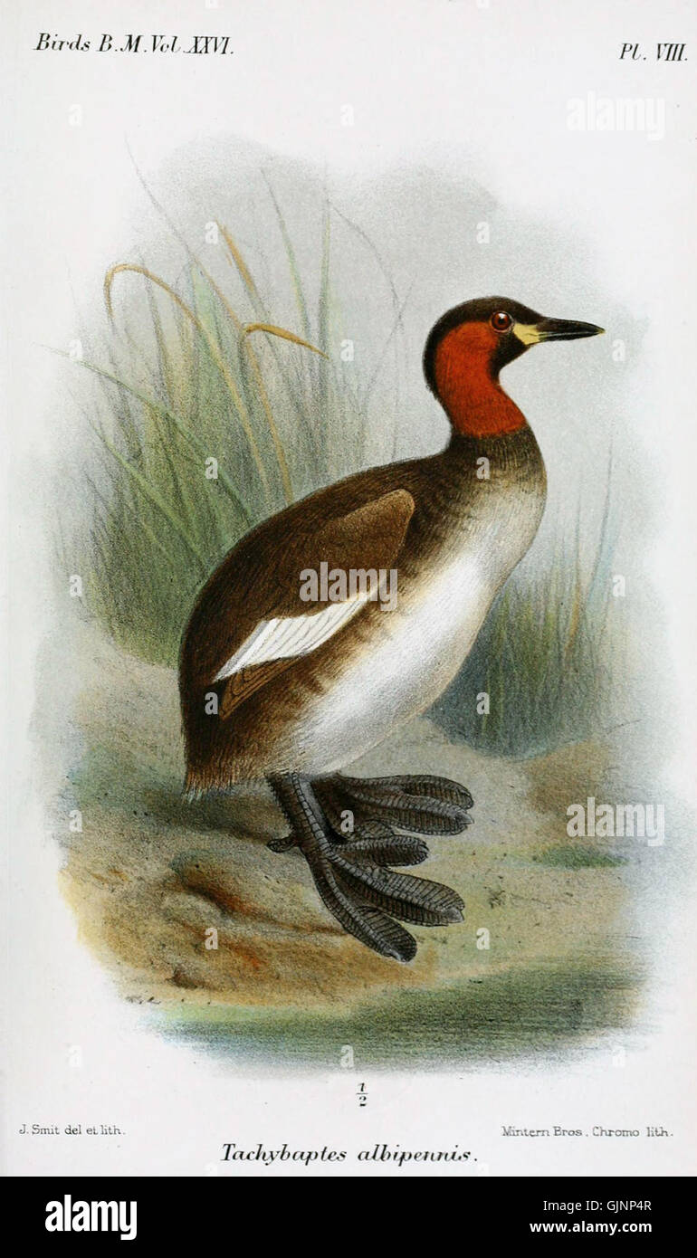 This illustration depicts the Tachybaptus albipennis, also known as the ...