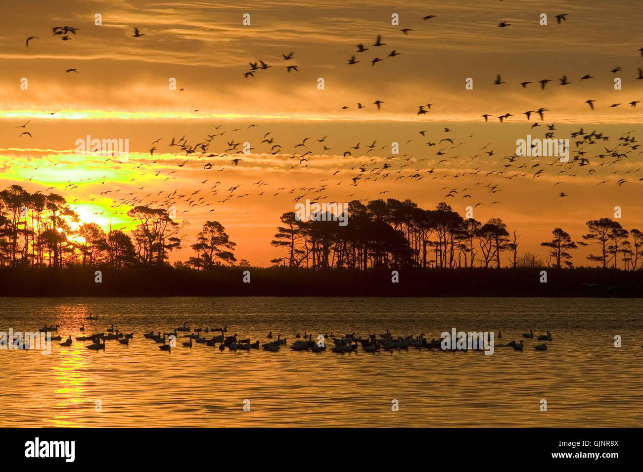 Waterfowl depiction hi-res stock photography and images - Alamy