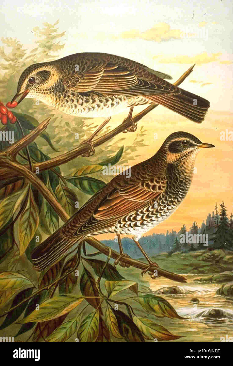 Collection naumann hi-res stock photography and images - Alamy