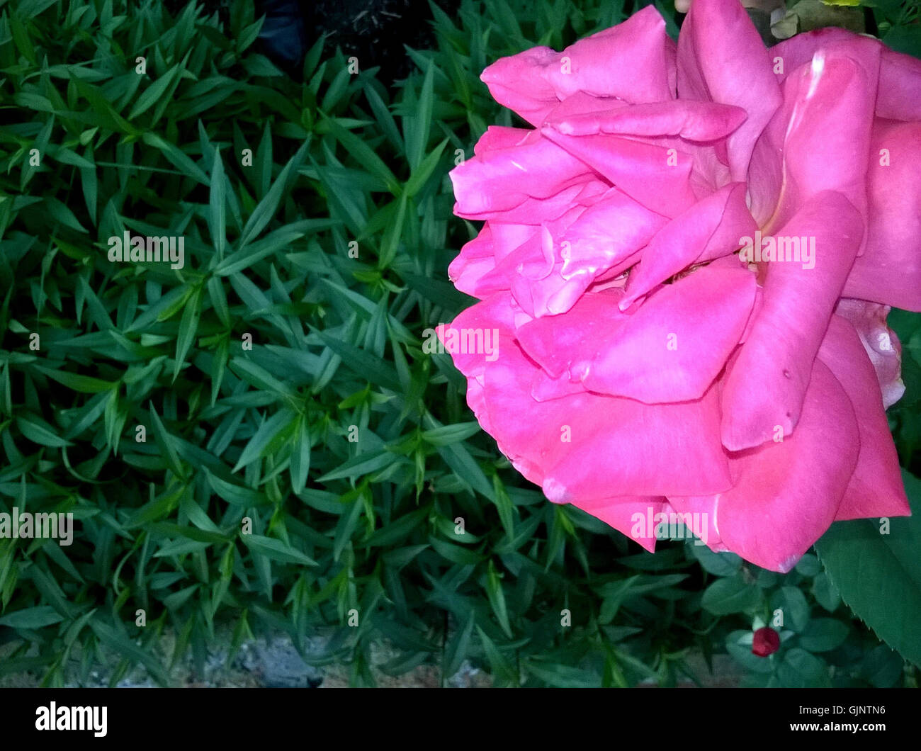 Vibrant botanical illustration displaying hi-res stock photography and ...