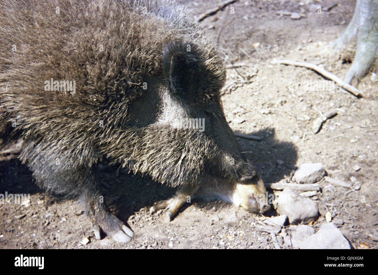 Photograph of a wild boar (Wildschwein) with its young, taken in a ...