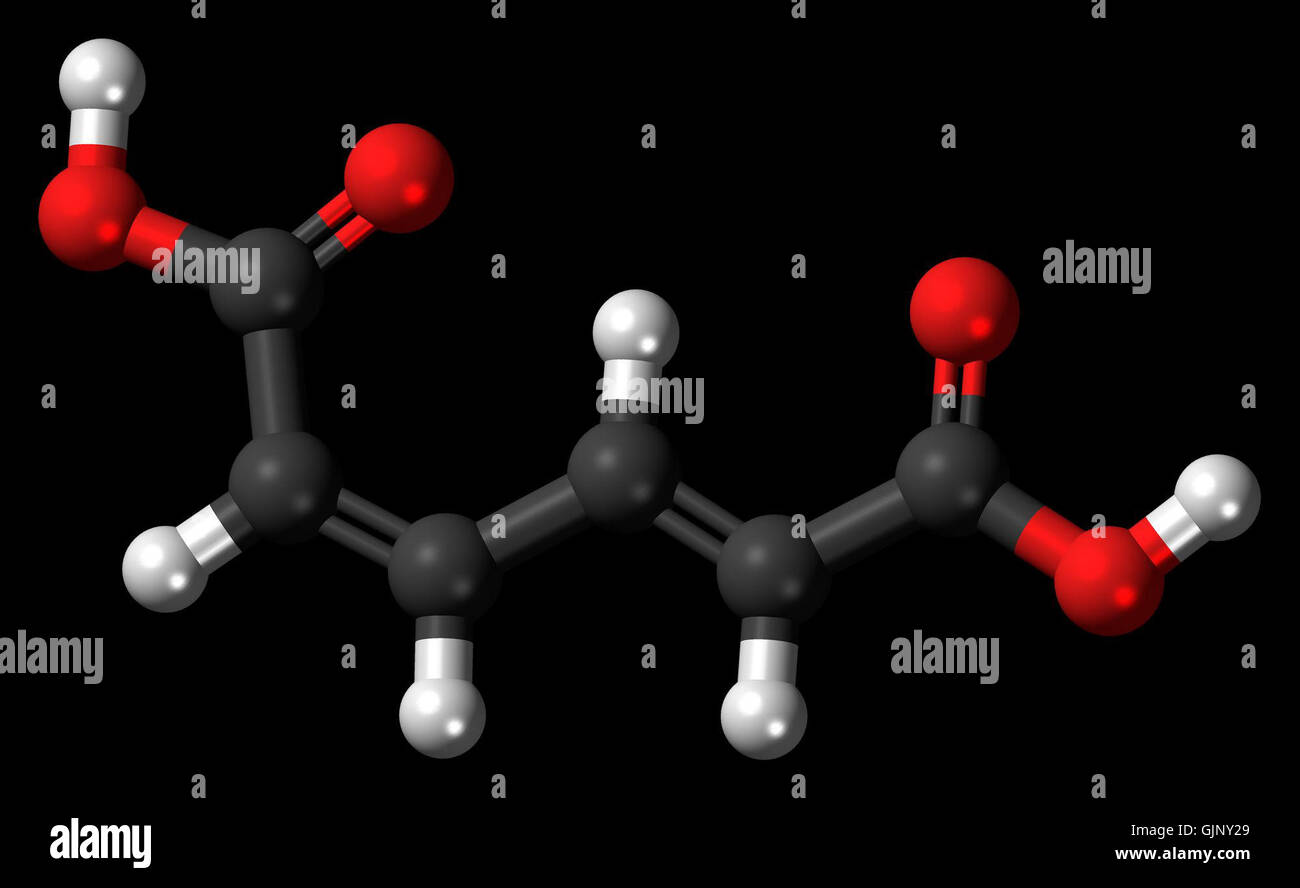This scientific representation shows Muconic acid molecules depicted as ...