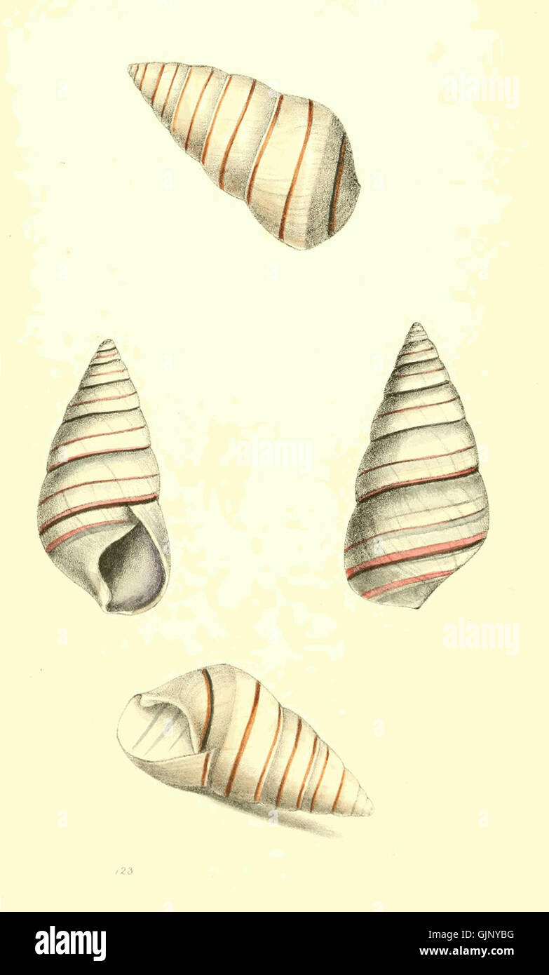 This plate from 'Zoological Illustrations Volume III' depicts detailed ...