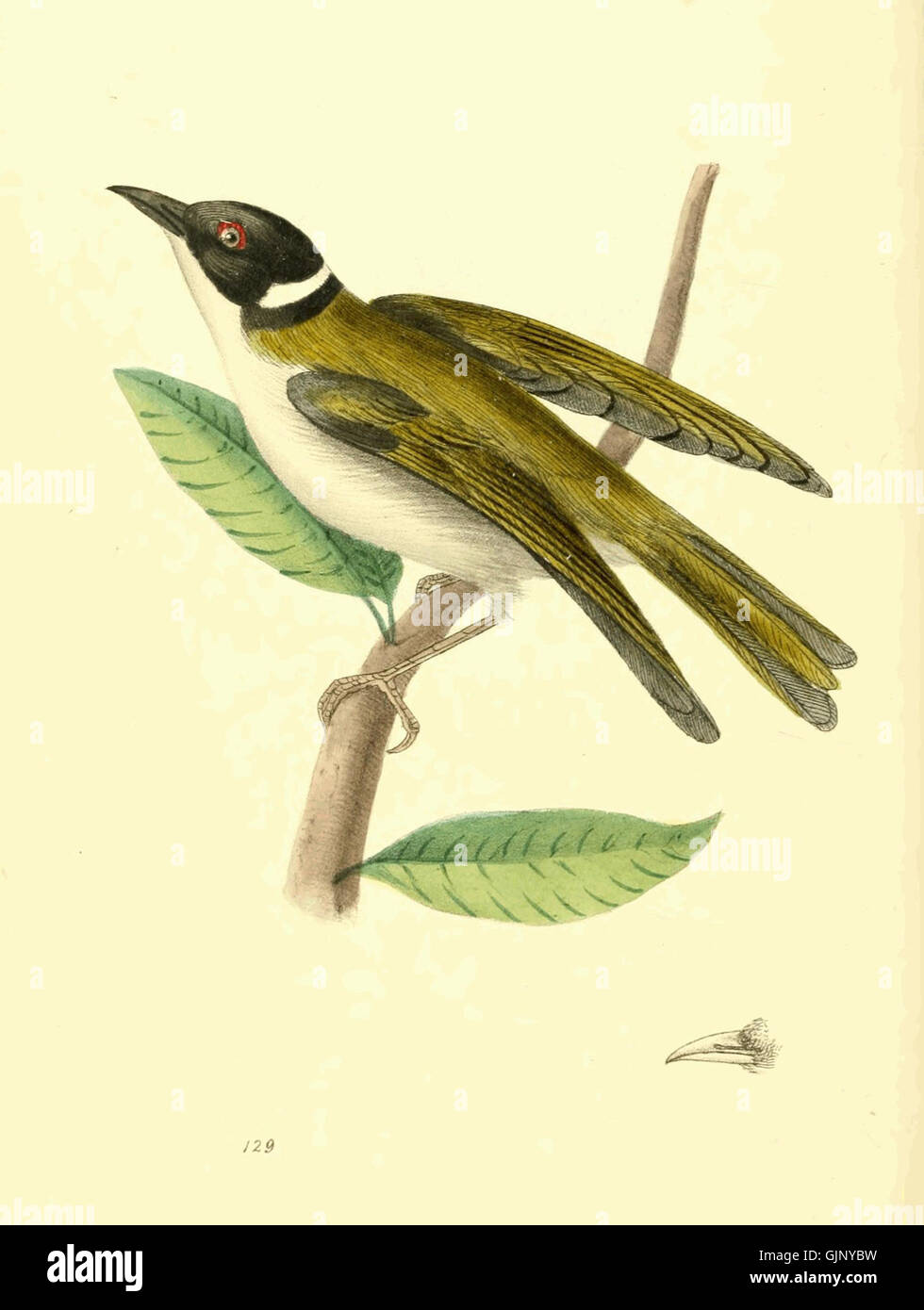 This plate from 'Zoological Illustrations Volume III' depicts a species ...
