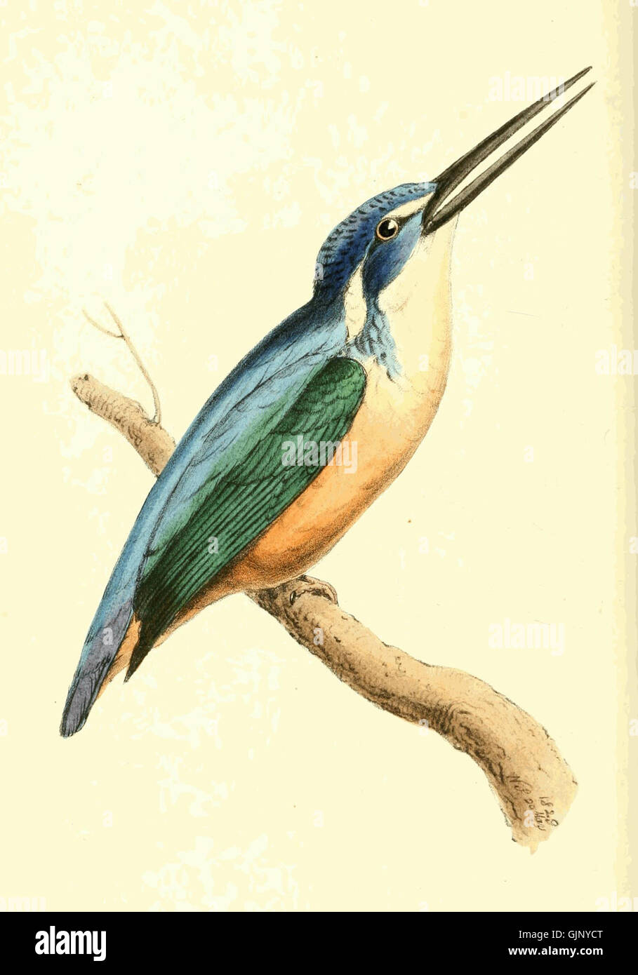 This illustration from Volume III of 'Zoological Illustrations ...