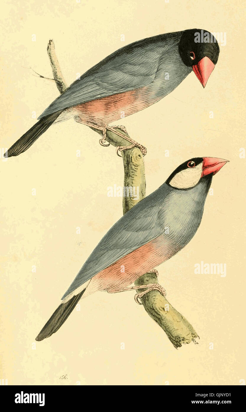 This illustration from Volume III of 'Zoological Illustrations' depicts ...