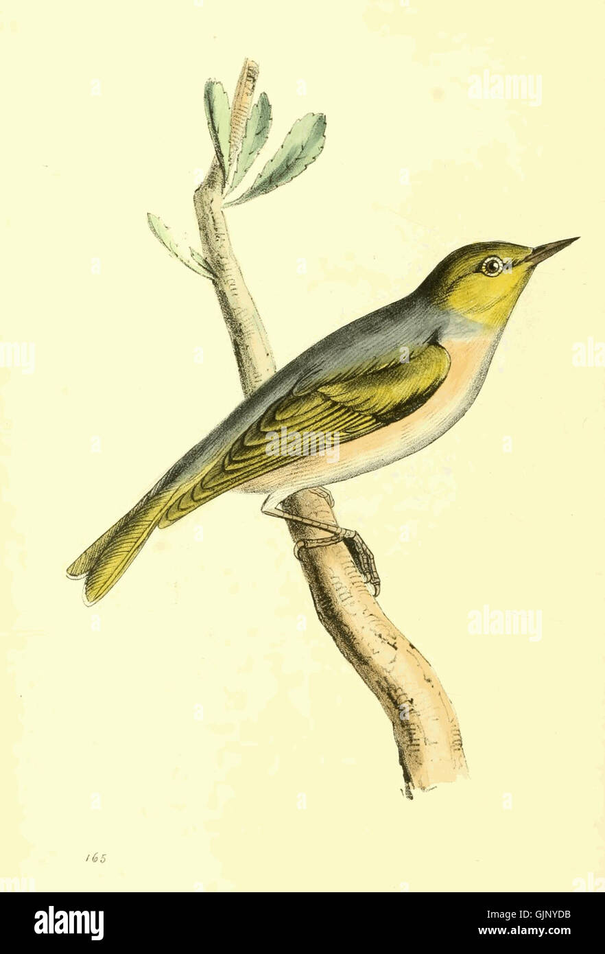 Zoological Illustrations Volume III Plate 165 is a detailed plate from ...