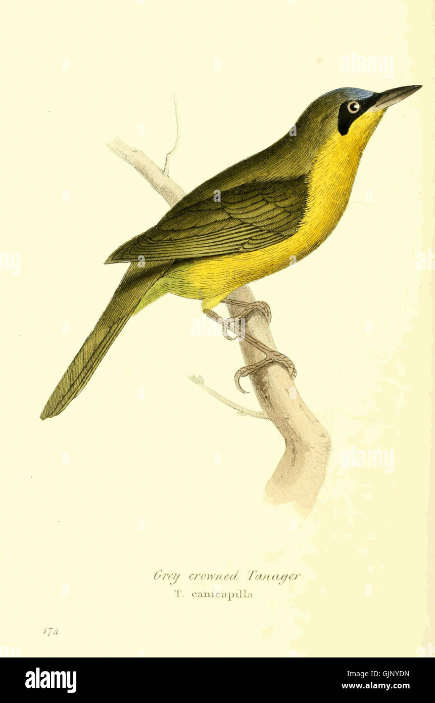 Plate 1748 from 'Zoological Illustrations, Volume III' depicts an ...