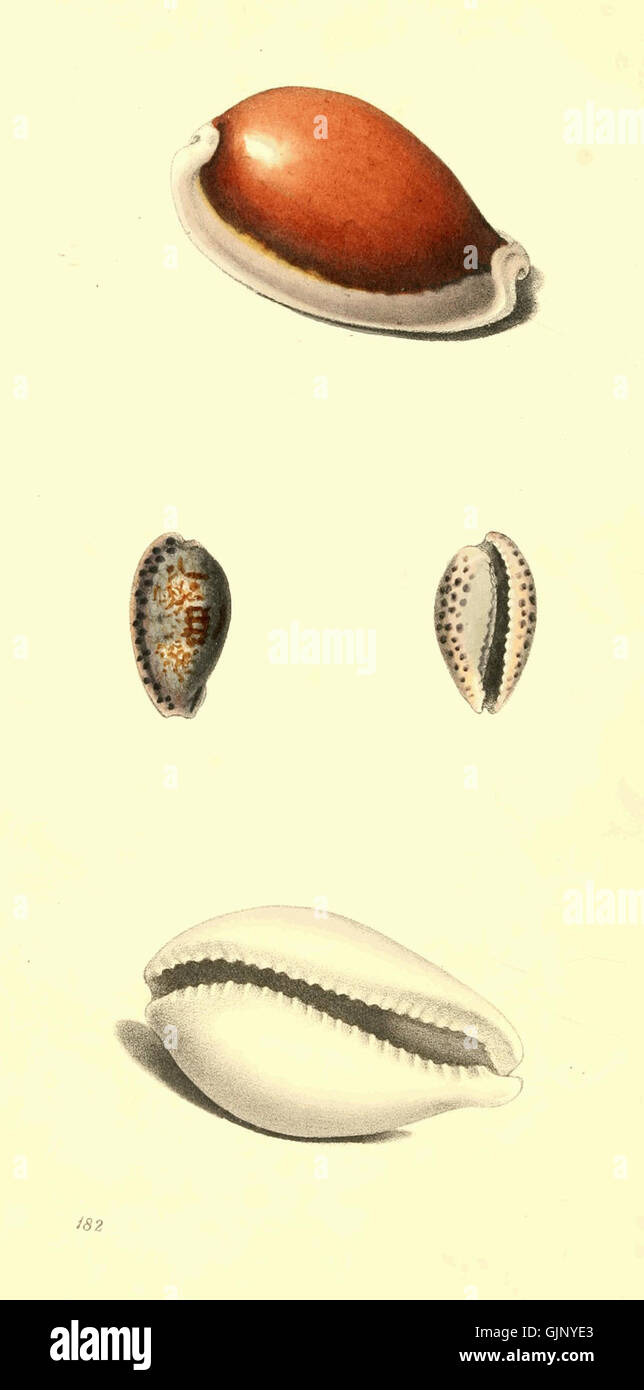 A plate from 'Zoological Illustrations', Volume III, depicting a ...