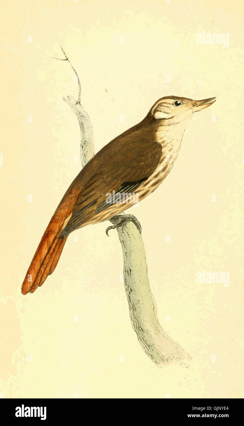 A plate from 'Zoological Illustrations Volume II,' showcasing detailed ...