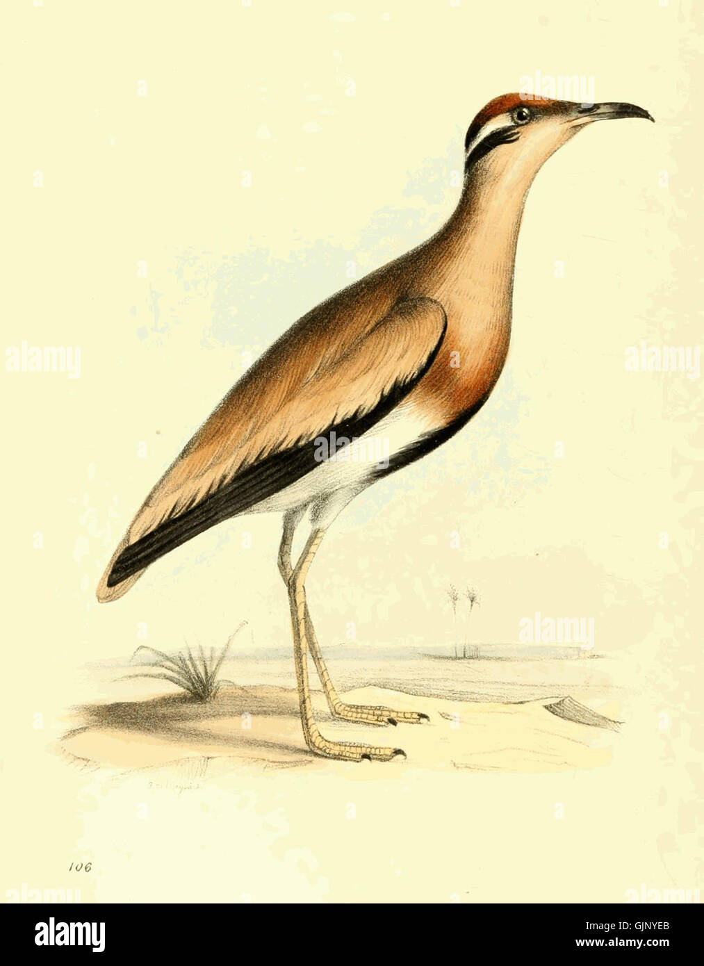 This plate from 'Zoological Illustrations Volume II' offers a visual ...