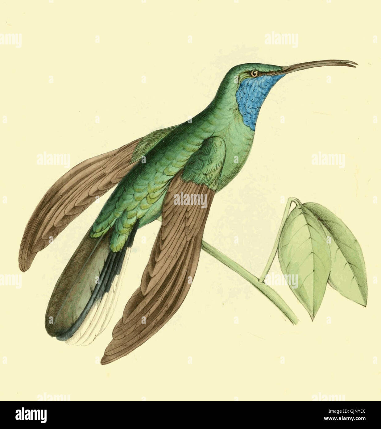 This illustration from the second volume of 'Zoological Illustrations ...