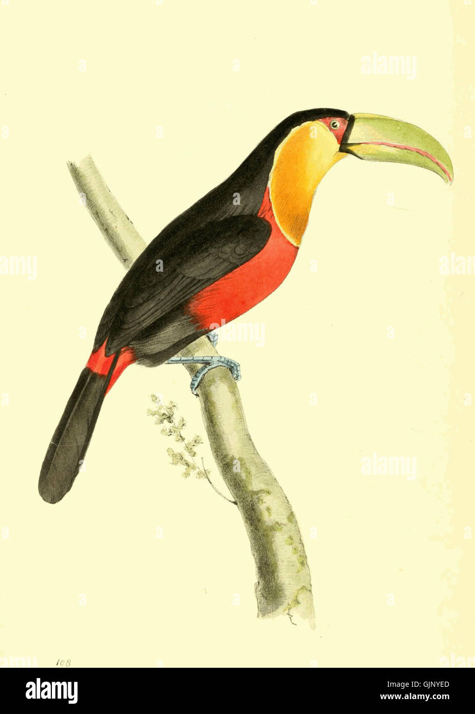 This plate is from *Zoological Illustrations Volume II*, showcasing a ...