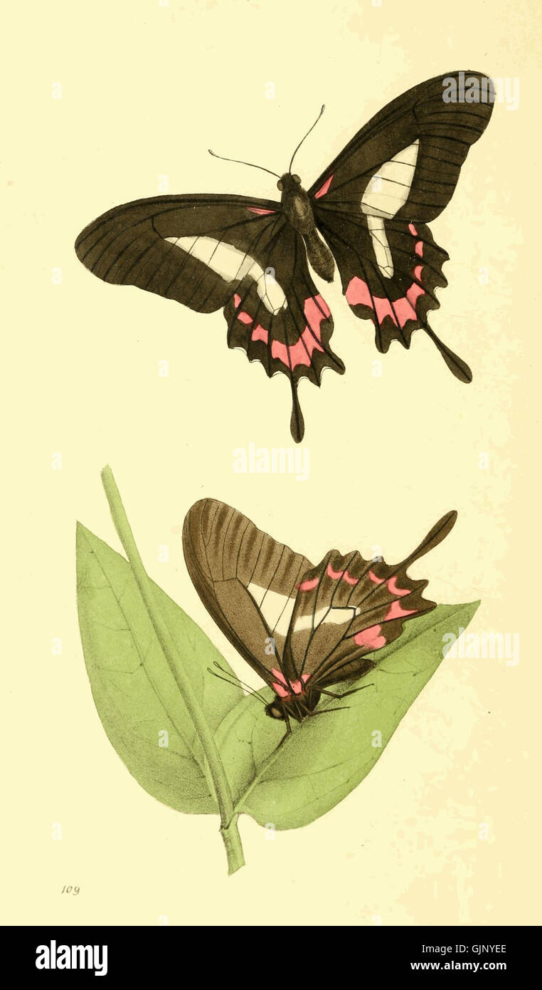 Plate 109 from the second volume of 'Zoological Illustrations', a ...