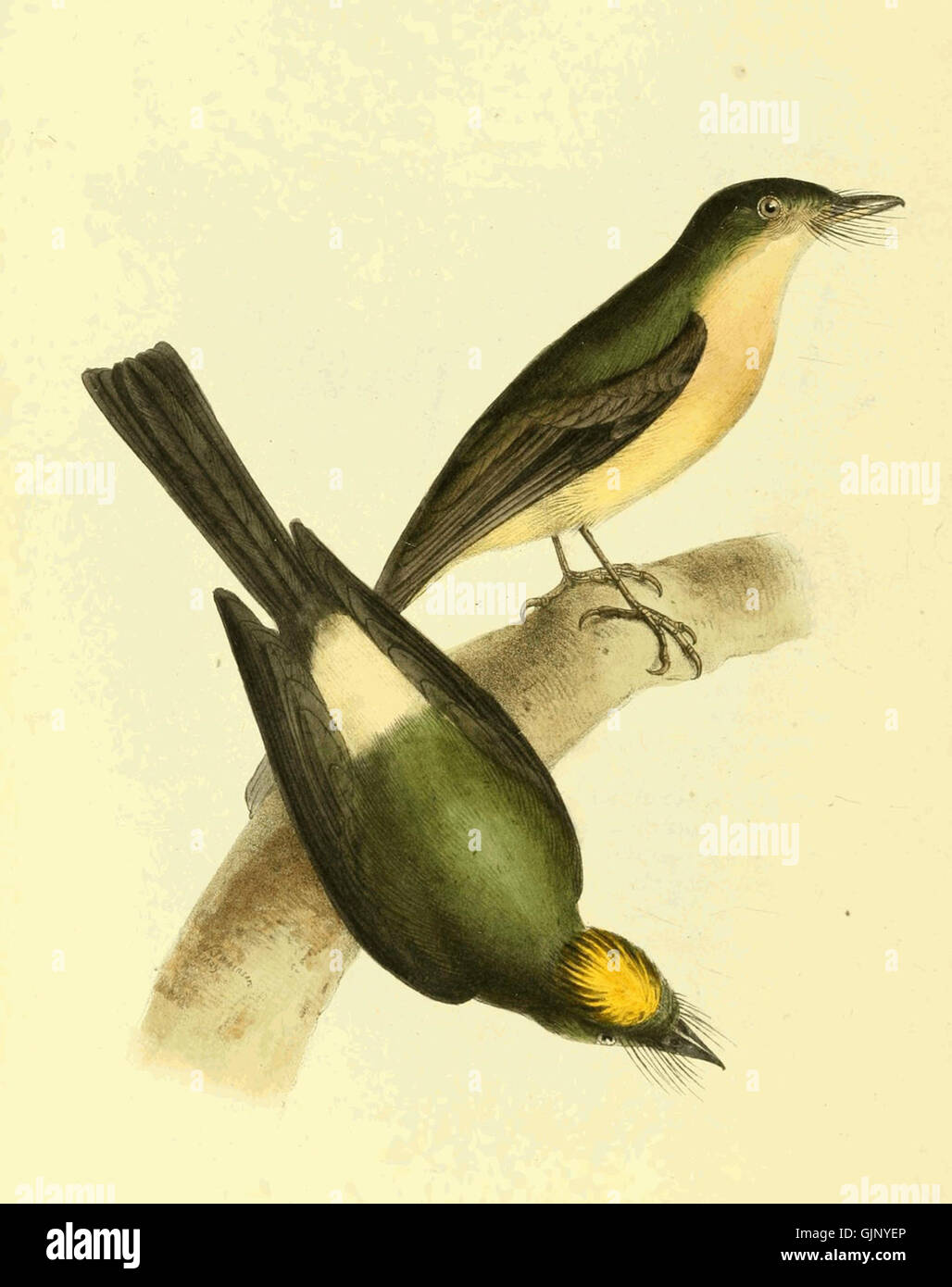 'Zoological Illustrations' Volume II Plate 116 contains an illustration ...