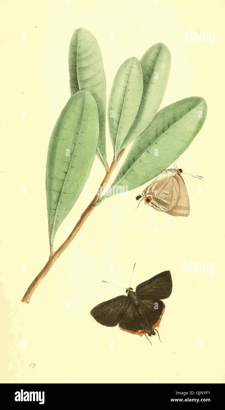 Plate 69 from 'Zoological Illustrations Volume II,' featuring detailed ...