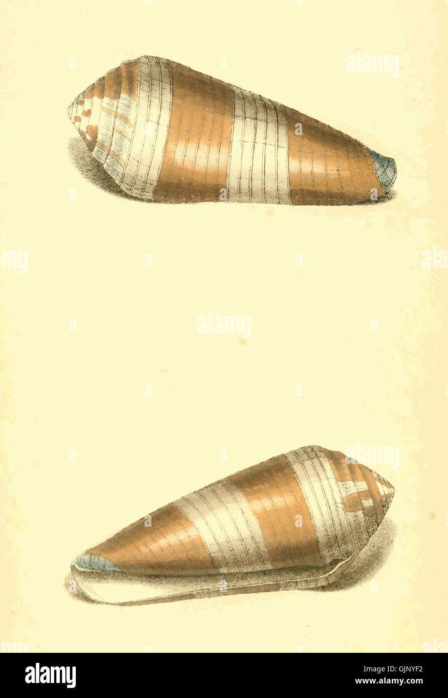 Plate 70 from 'Zoological Illustrations Volume II' depicts various ...