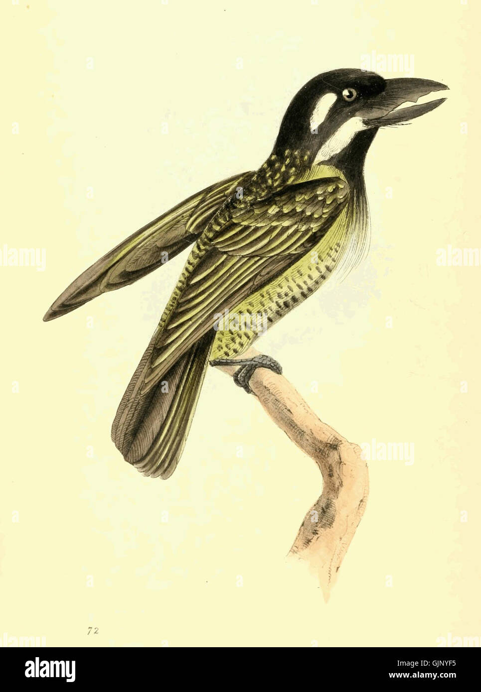 This plate from 'Zoological Illustrations, Volume II' shows detailed ...