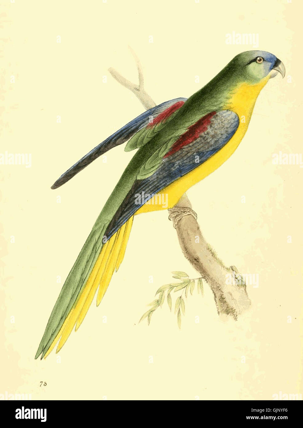 An illustration from *Zoological Illustrations*, Volume II, Plate 73 ...