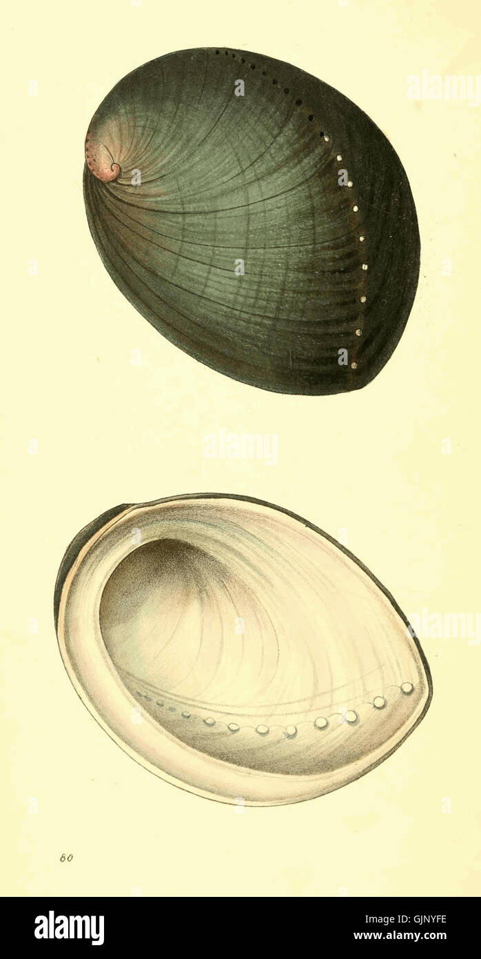 A detailed plate from 'Zoological Illustrations', Volume II, depicting ...