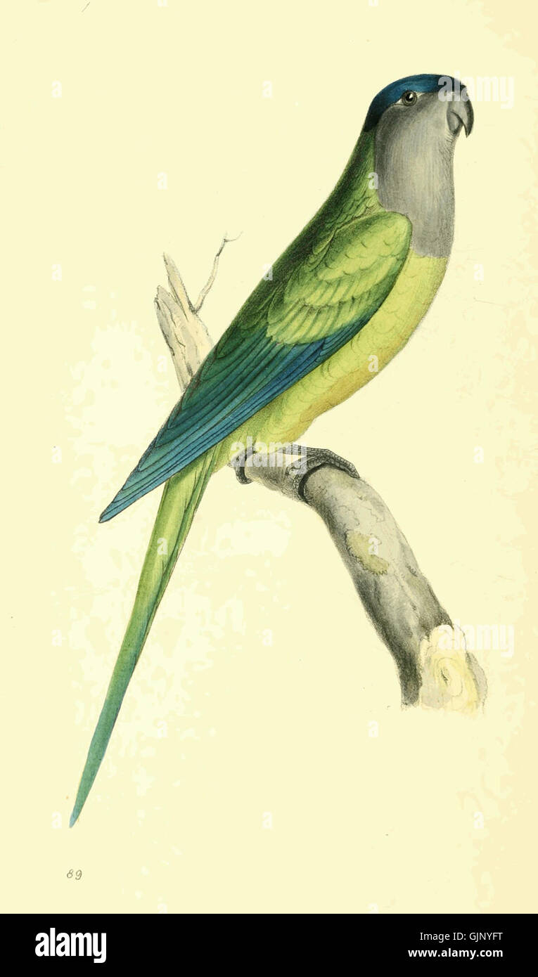 An illustration from Volume II of *Zoological Illustrations ...