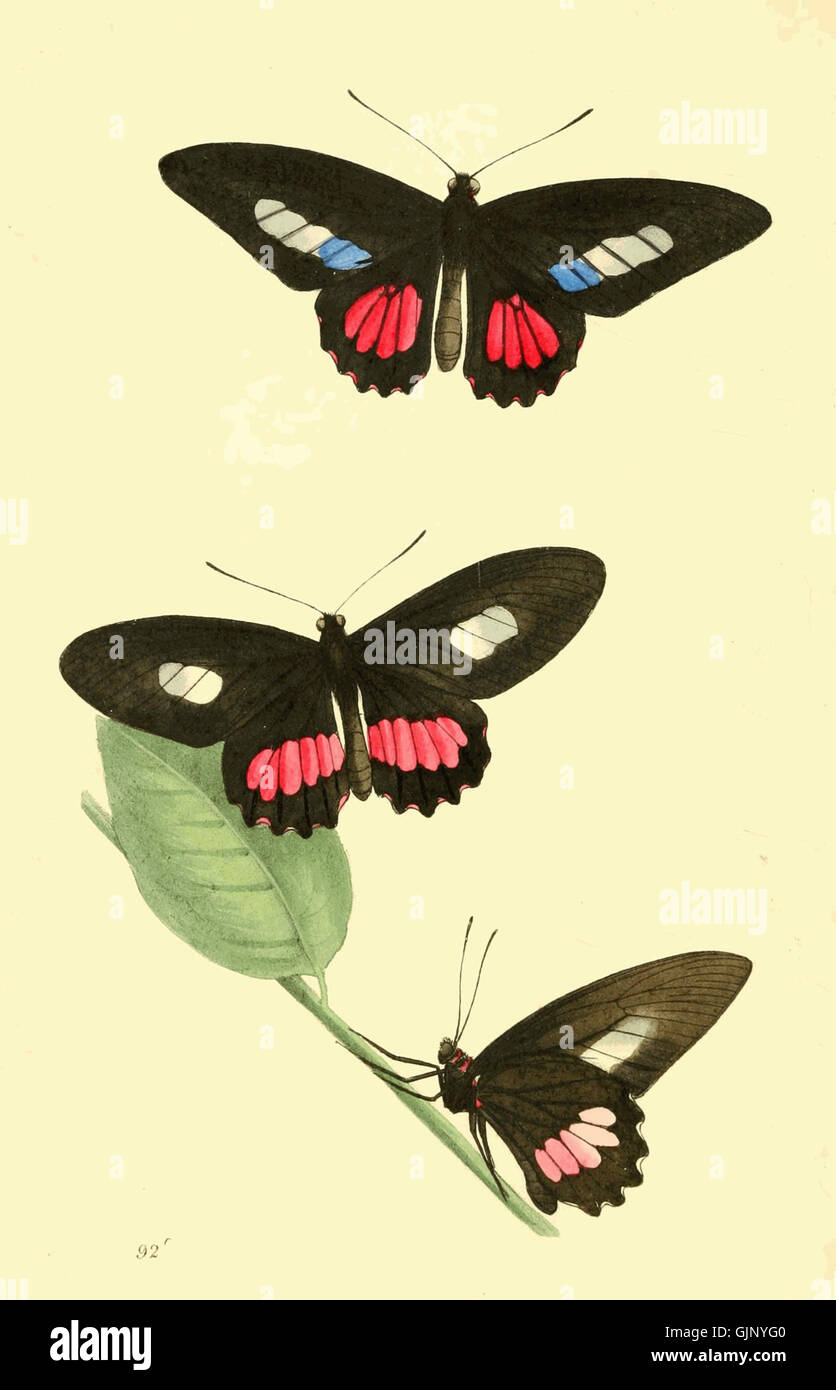 Zoological Illustrations Volume II, Plate 92, showcases detailed ...