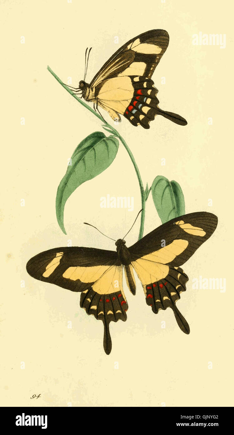 *Zoological Illustrations Volume II Plate 9* is a detailed illustration ...