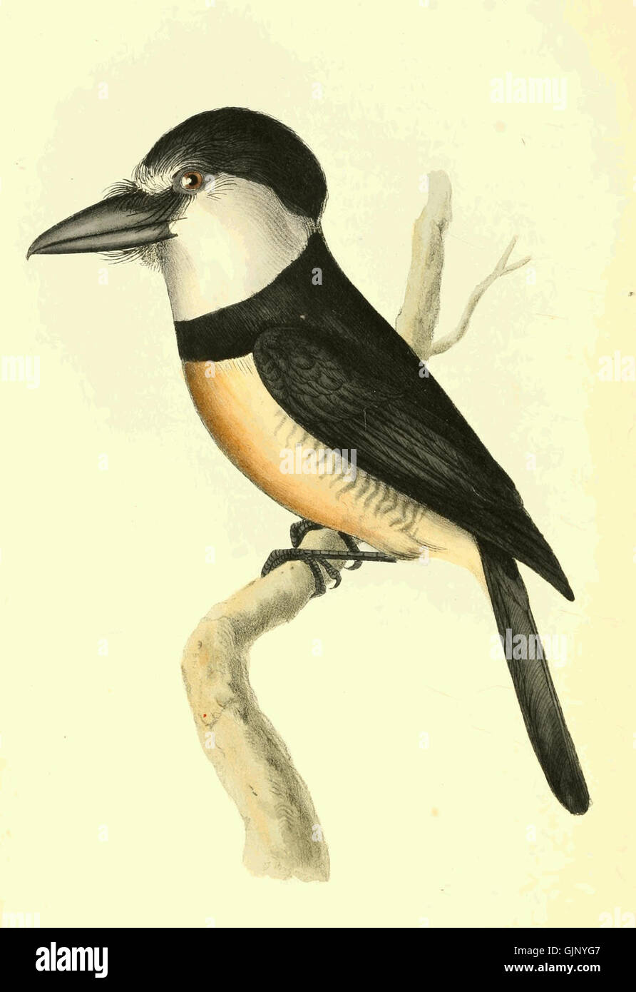 This plate from *Zoological Illustrations Volume II* features an ...