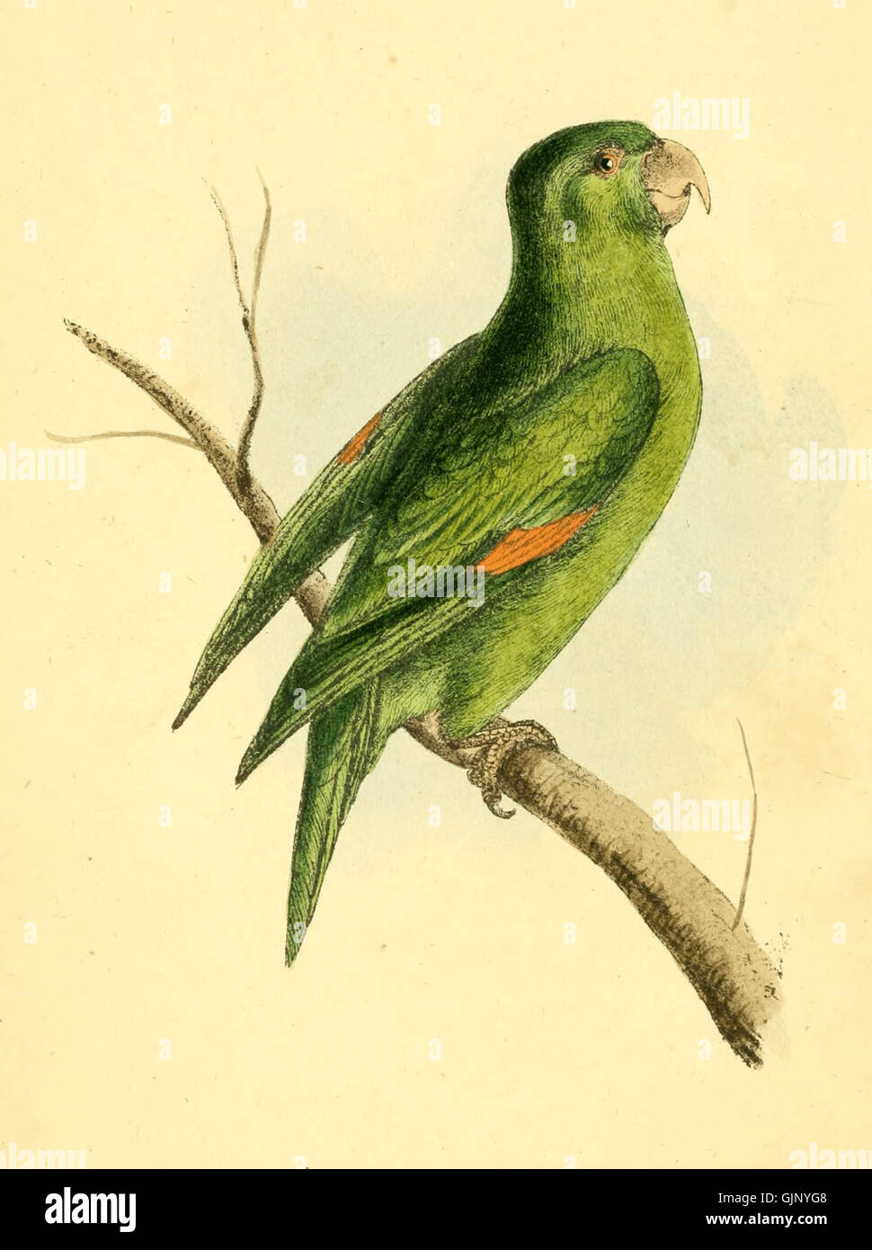 This first plate from 'Zoological Illustrations Volume I' showcases ...