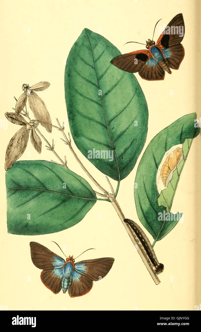 An illustration from 'Zoological Illustrations' Volume I, Plate 16 ...