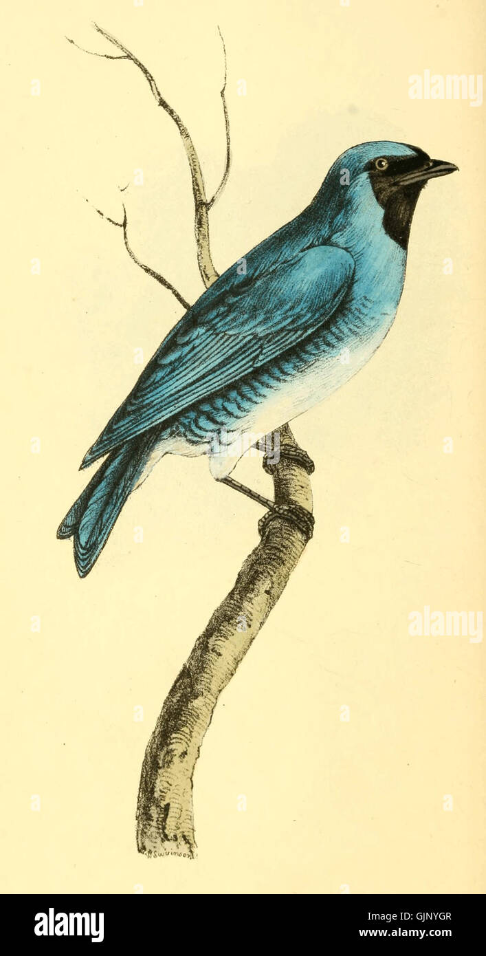 This illustration from Volume I of *Zoological Illustrations* depicts a ...