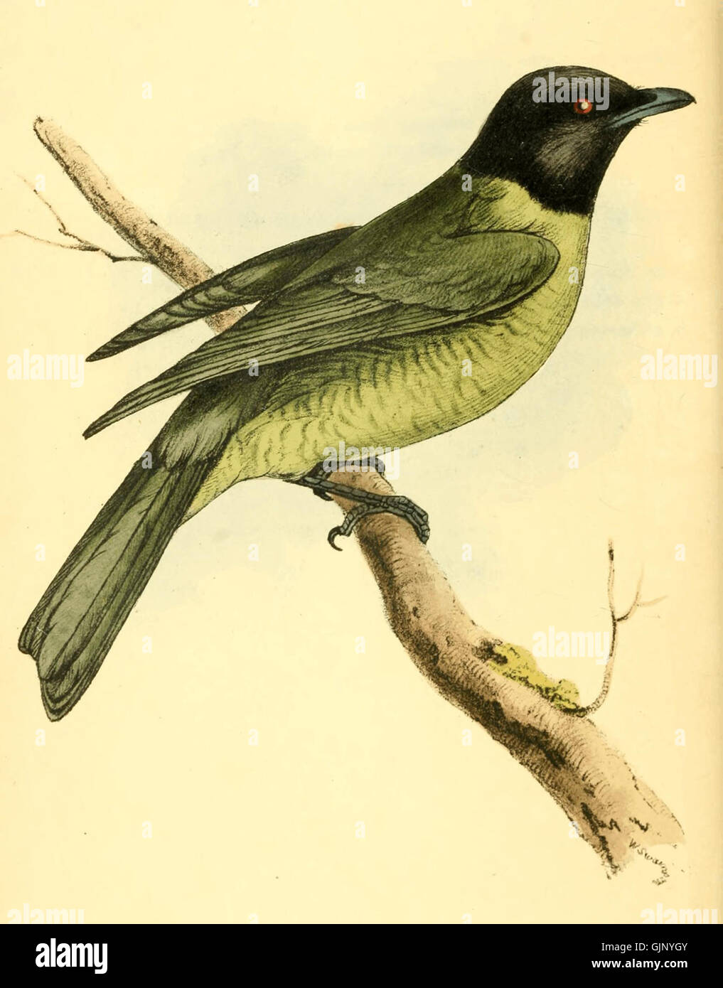 This illustration from 'Zoological Illustrations' Volume I features a ...