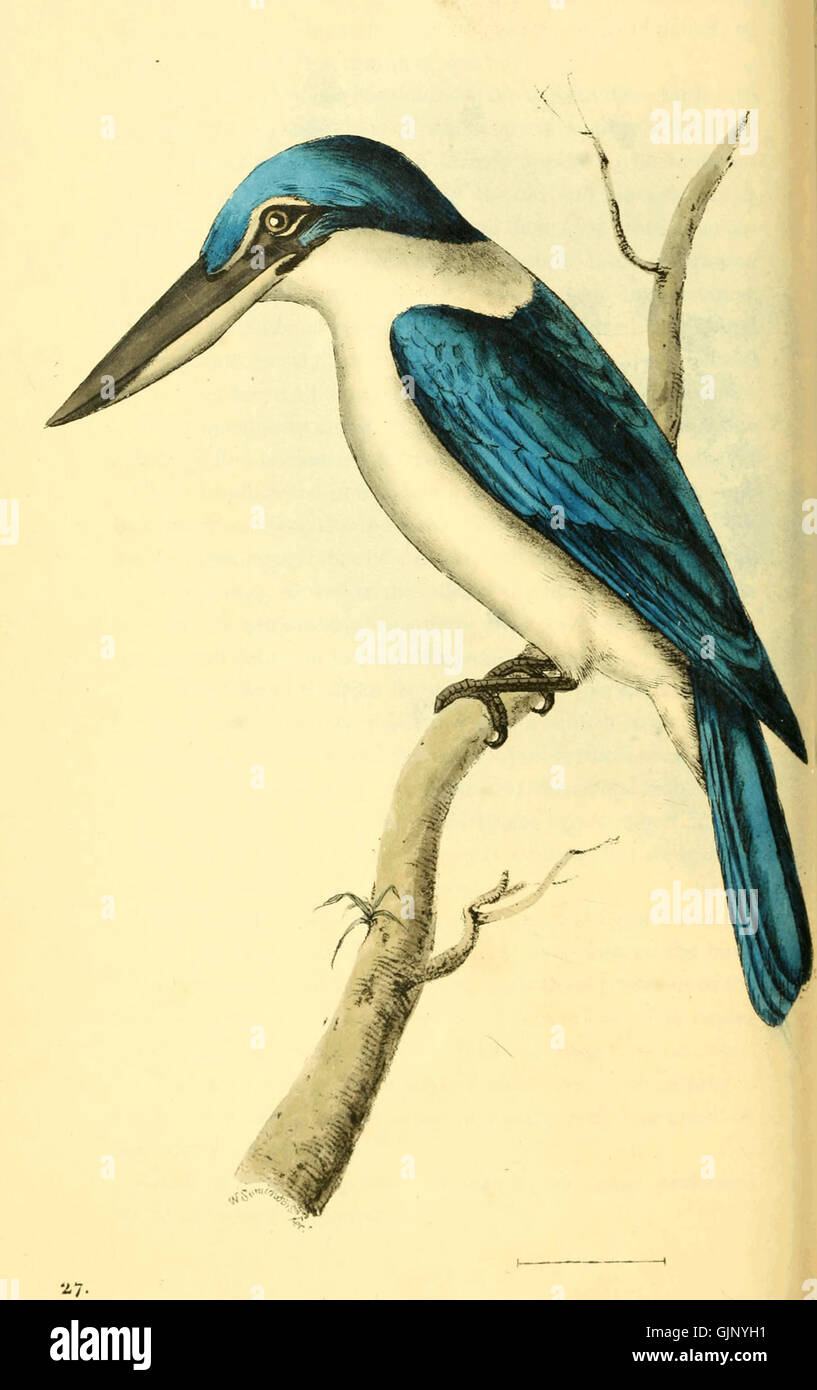 A plate from Volume I of 'Zoological Illustrations,' showcasing ...