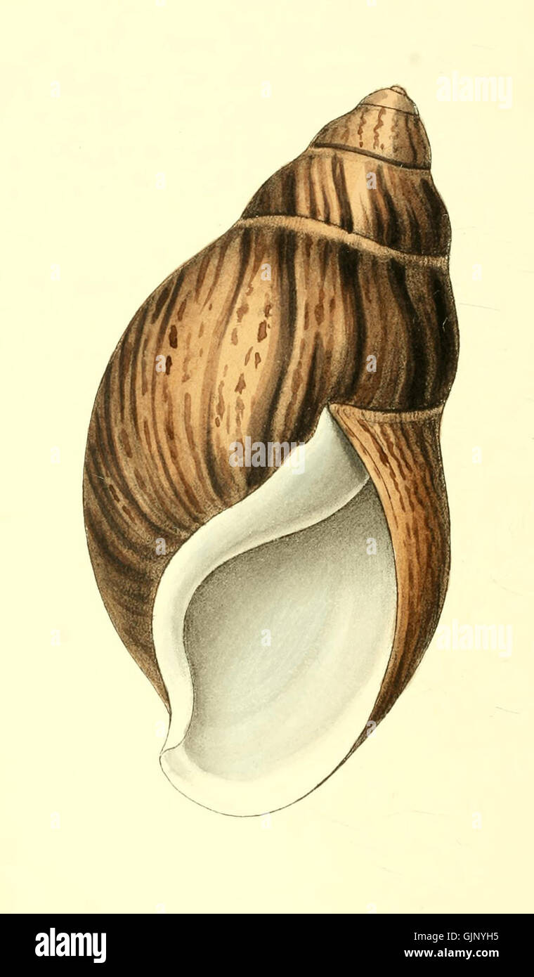 This illustration is from 'Zoological Illustrations' Volume I, Plate 30 ...