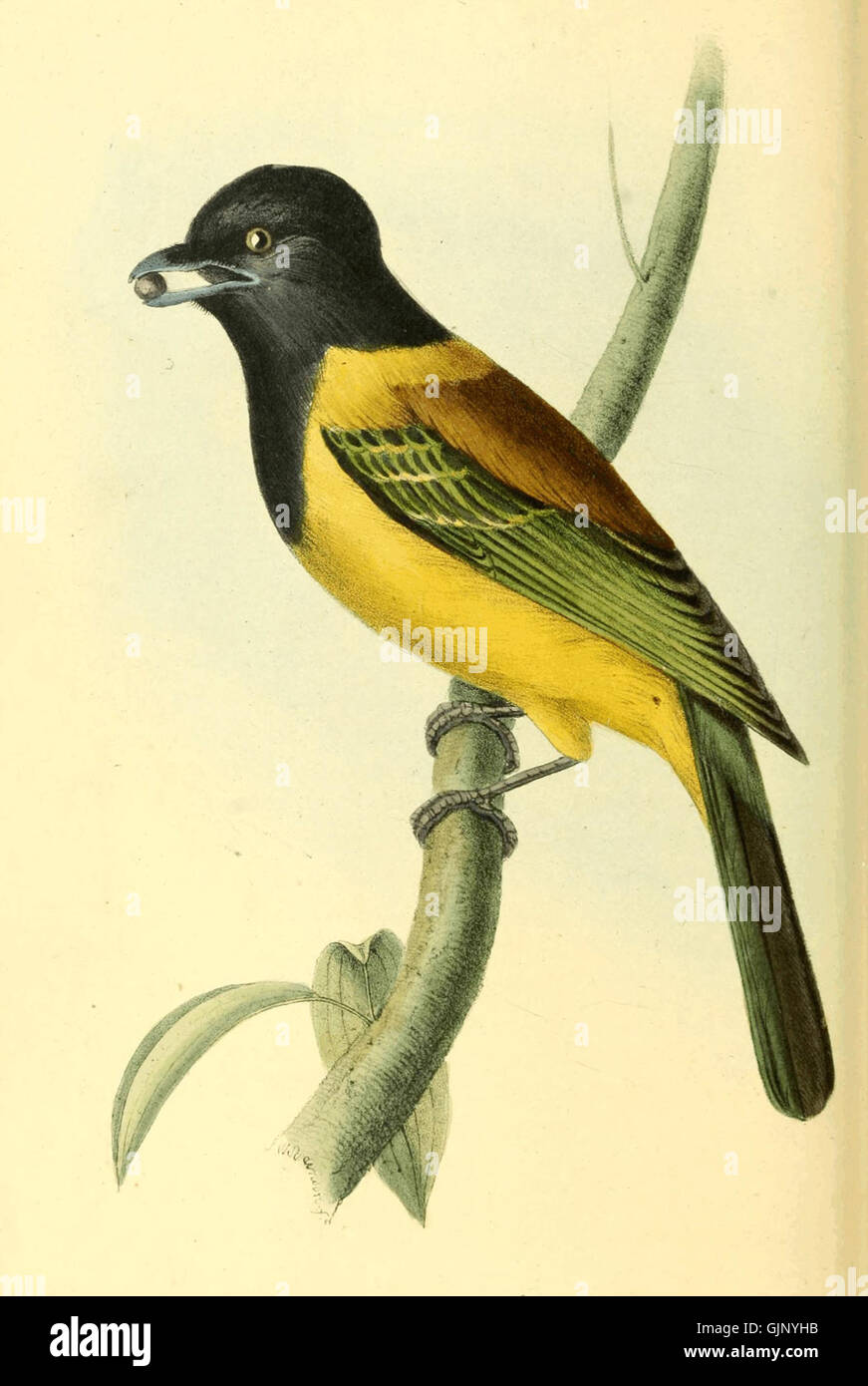 A detailed illustration from Volume I of 'Zoological Illustrations ...